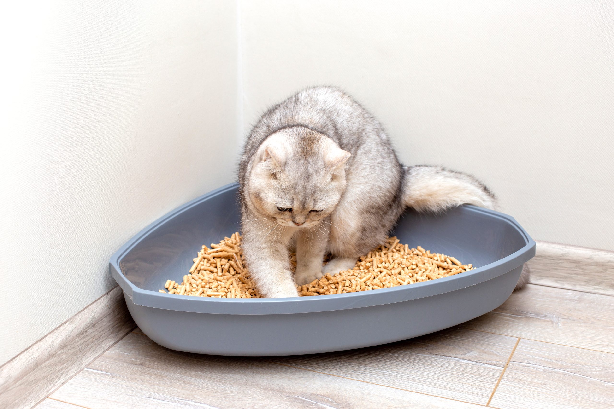 Digging into the Past: The Evolution of Litter Boxes - The Pet Parlor ...